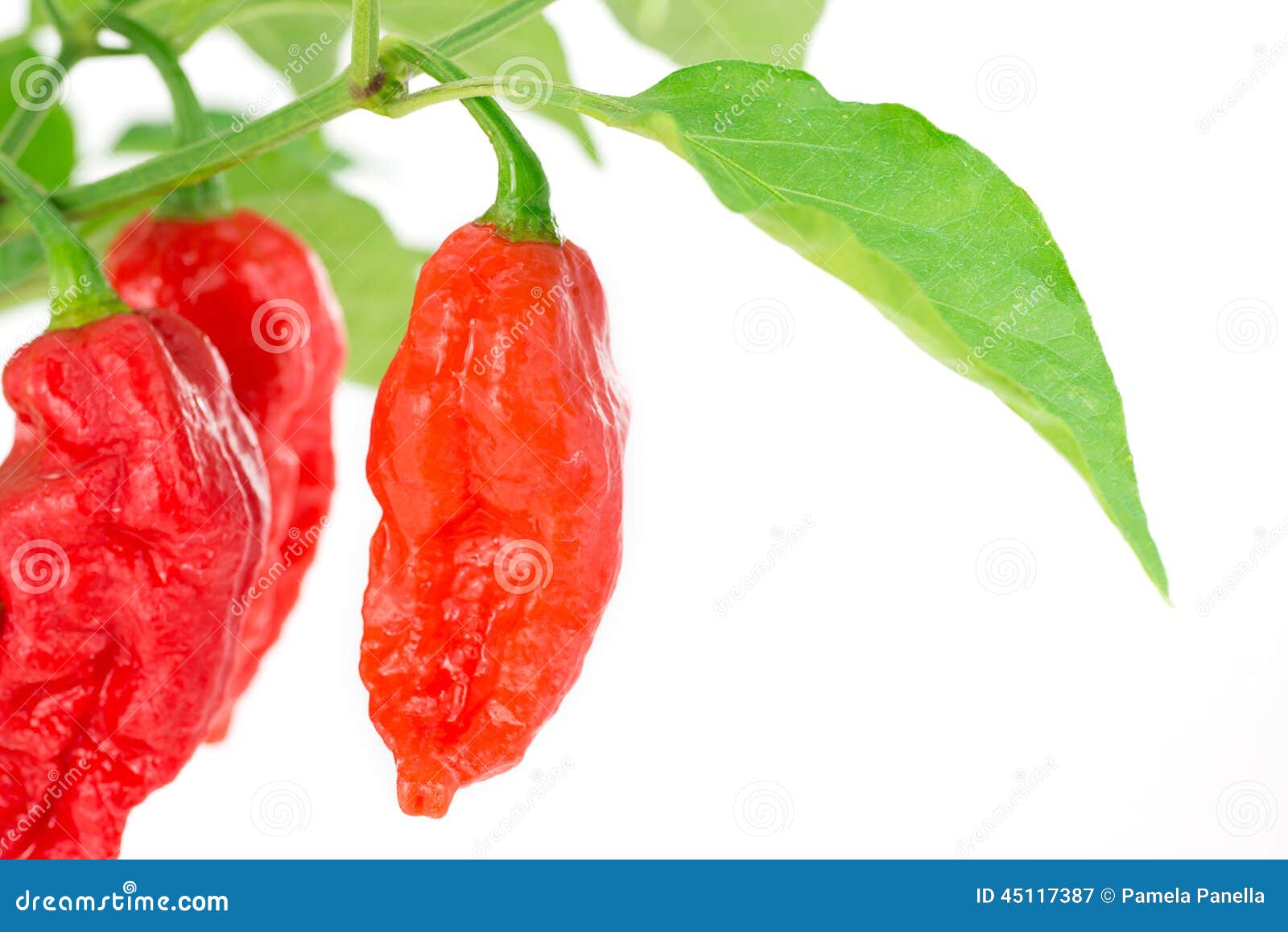Bhut Jolokia - Chilli Snake Stock Image - Image of peppers, aromatic ...