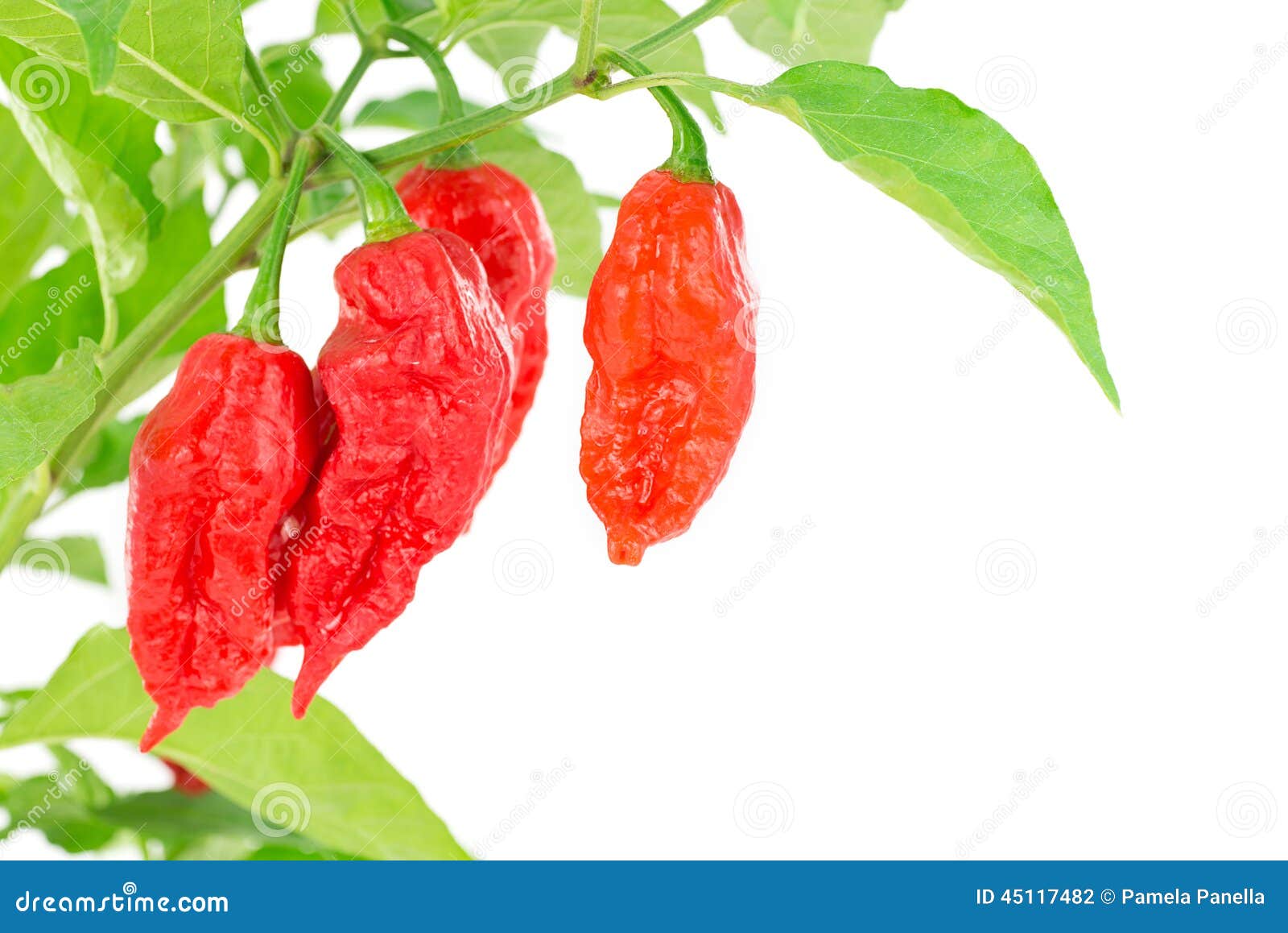 Bhut Jolokia - Chilli Snake Stock Photo - Image of eating, maturing ...