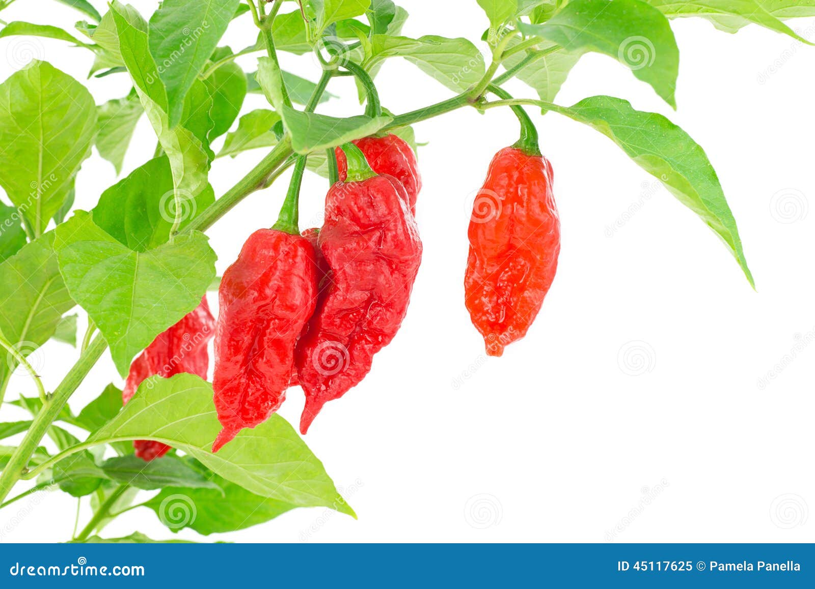 Bhut Jolokia - Chilli Snake Stock Image - Image of naga, cooking: 45117625