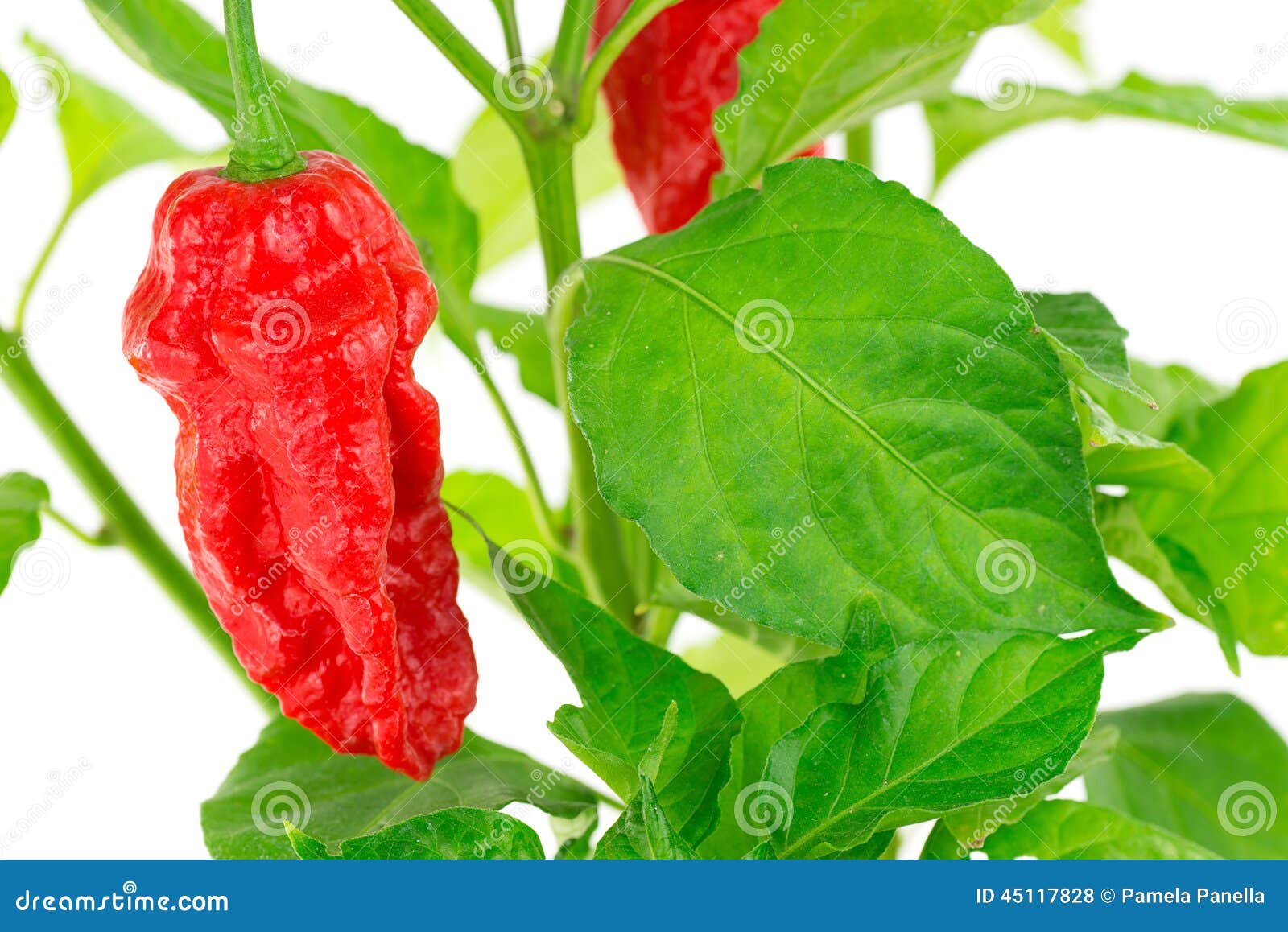 Bhut Jolokia - Chilli Snake Stock Photo - Image of isolated, peru: 45117828