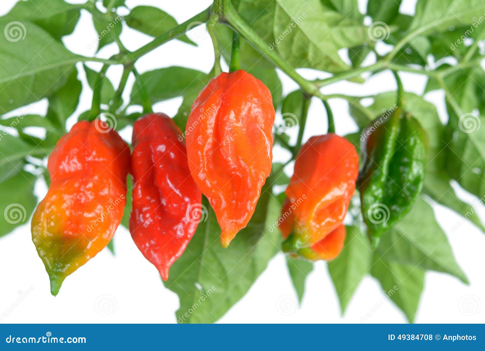 Bhut jolokia pepper stock photo. Image of mircha, diet - 49384708
