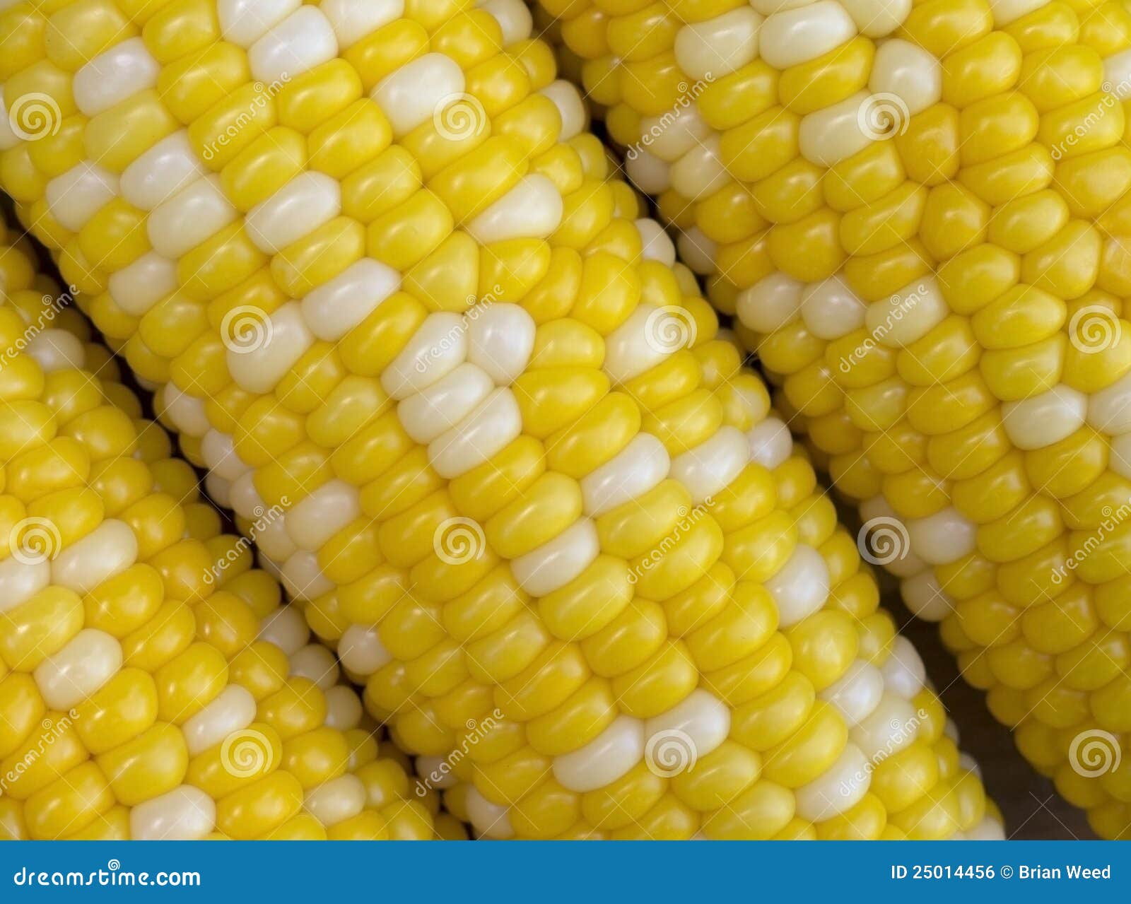 Red Color Corn Isolated On White Background Stock Image | CartoonDealer ...