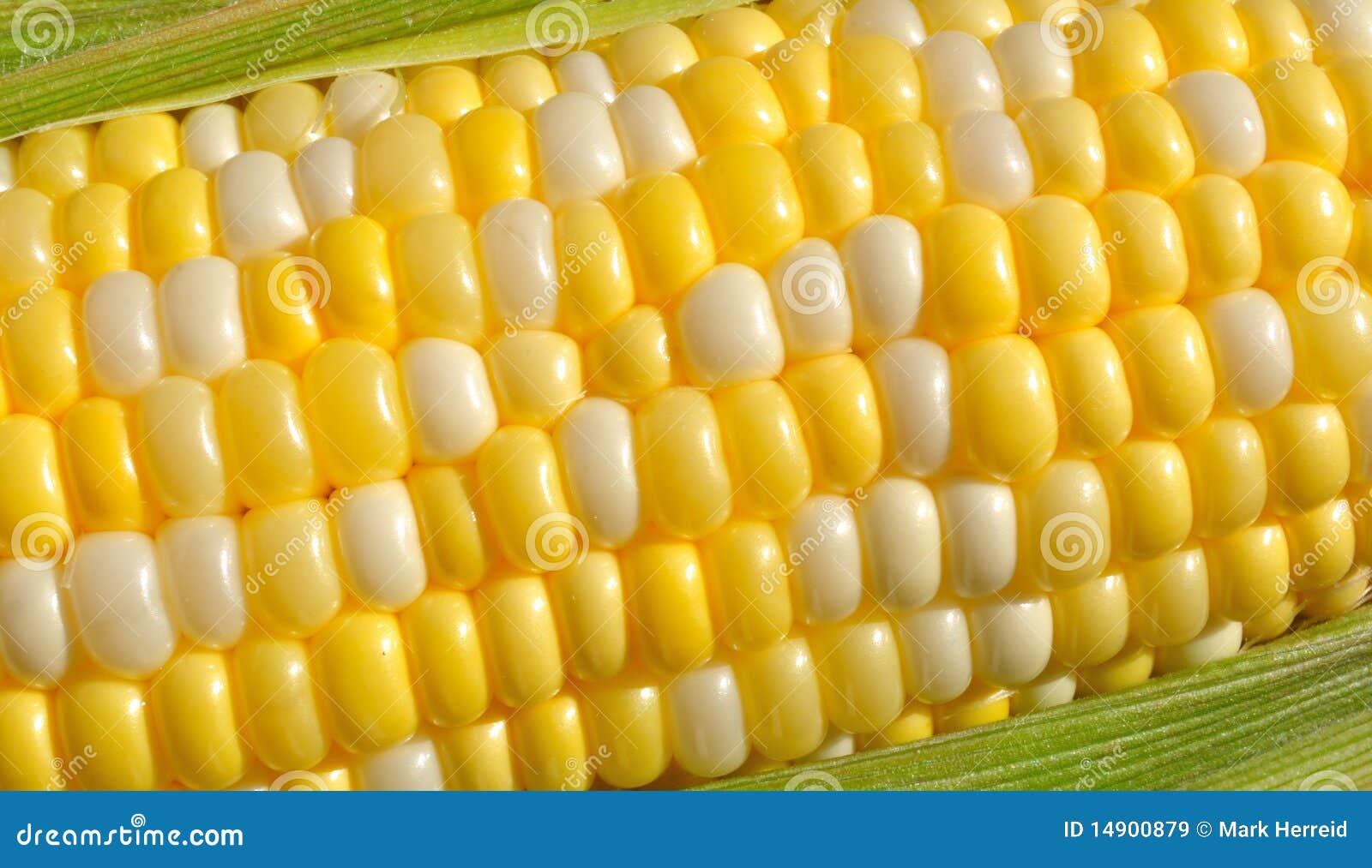 Bi-Color Corn on the Cob stock image. Image of vegetable - 14900879
