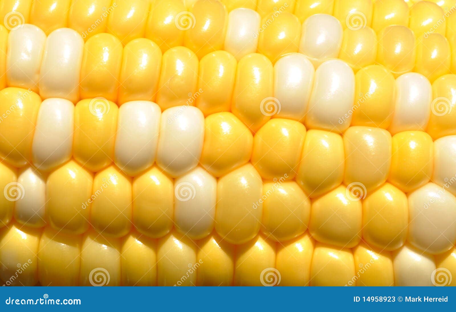 Bi-Color Corn on the Cob stock image. Image of horizontal - 14958923