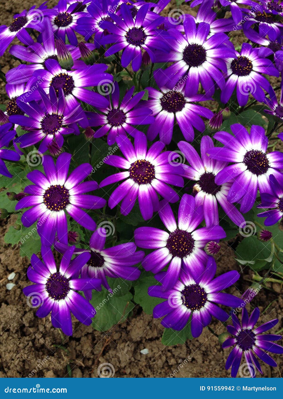 Bi-color Senetti Daisies stock photo. Image of petals - 91559942