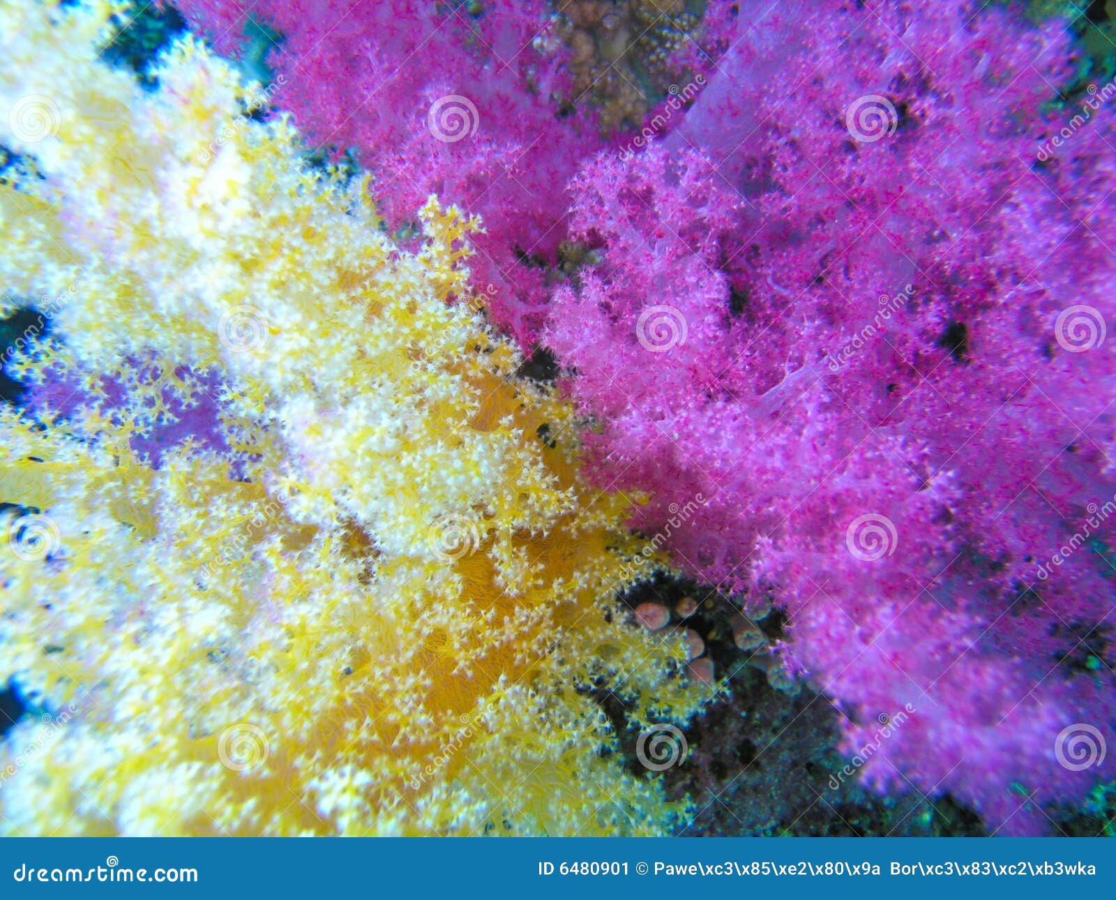 Bi color soft coral stock image. Image of colony, barrier - 6480901