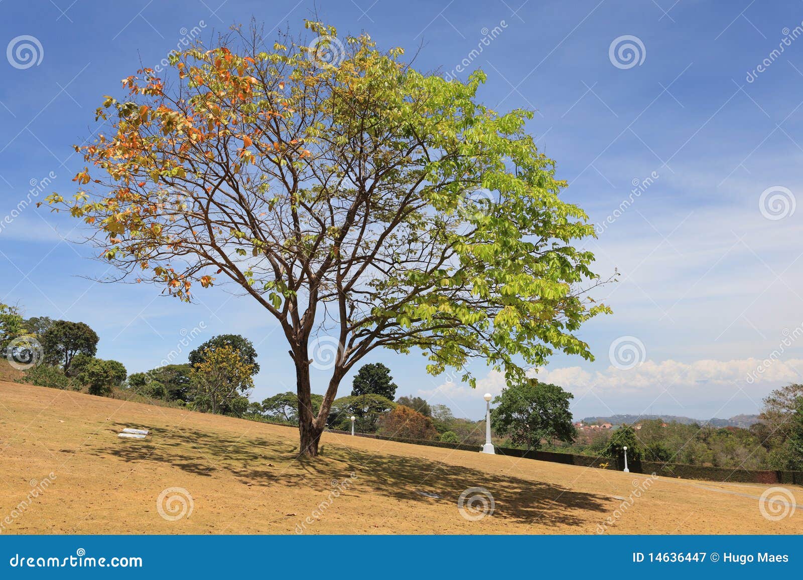 Bi-color Tree on Serene Cemetery Stock Image - Image of asia, lawn ...
