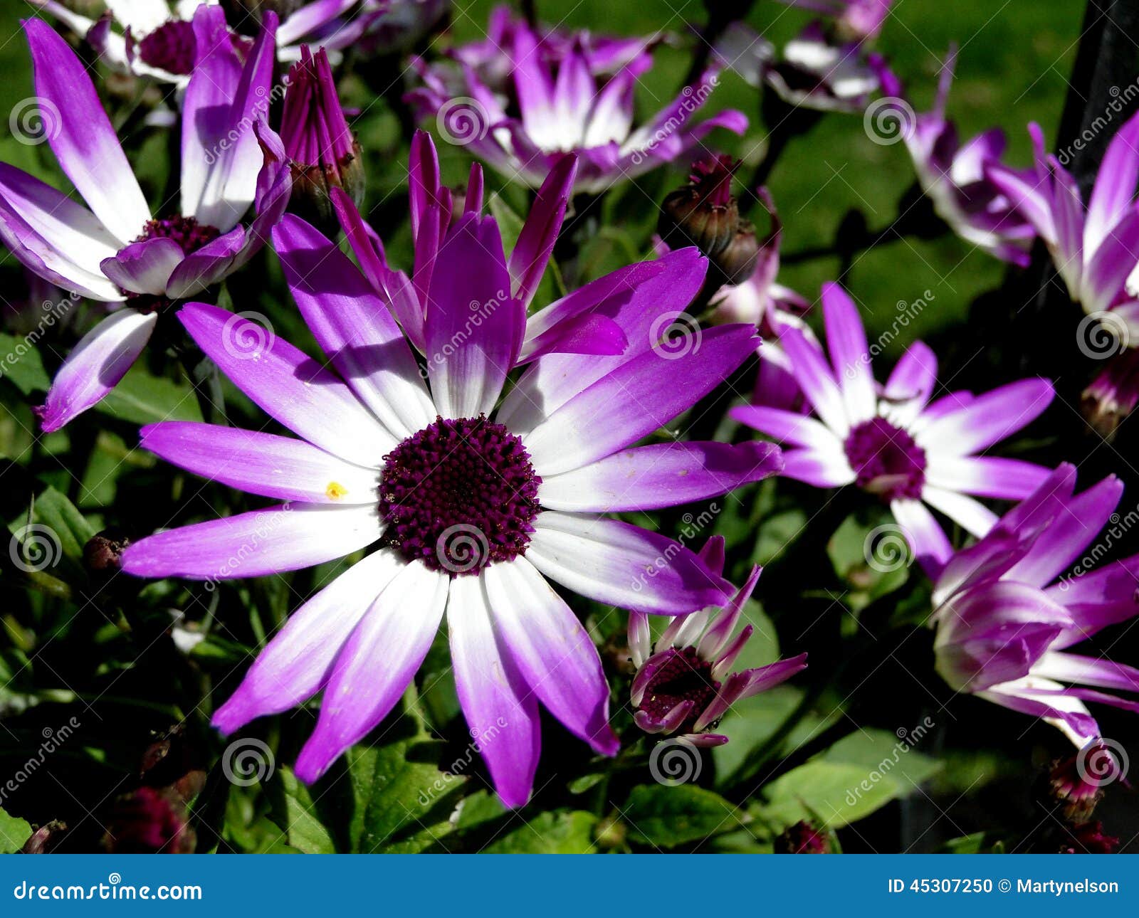 Bi-Colored Purple Senetti Daisies Stock Photo - Image of background ...