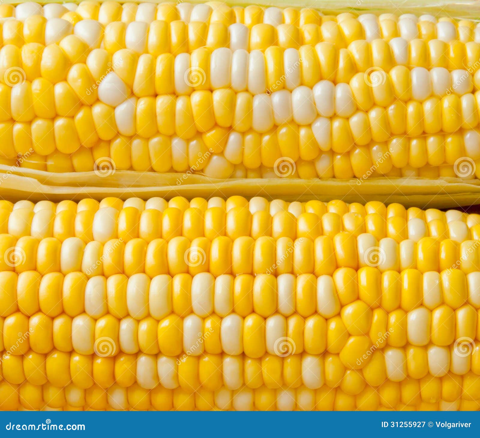 Bi-colors corn background. stock image. Image of nutrition - 31255927