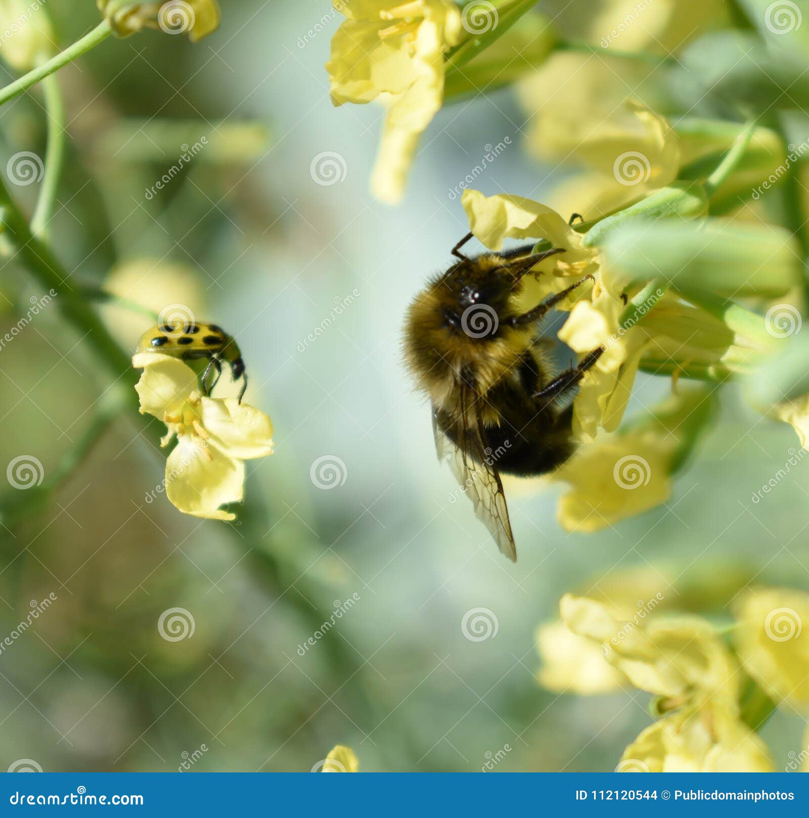 Bi Honey Bee, Kryp, Humla Bild. Bild: 112120544