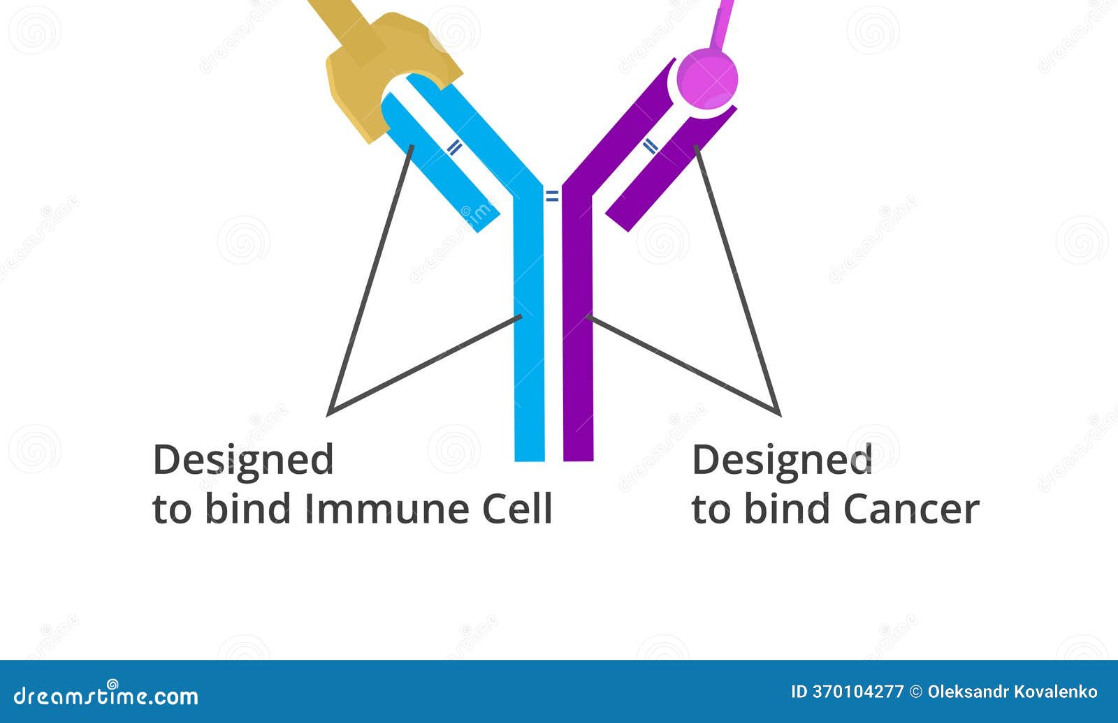 Bi-specific Monoclonal Atibody Schematic Structure Illustration Cartoon ...