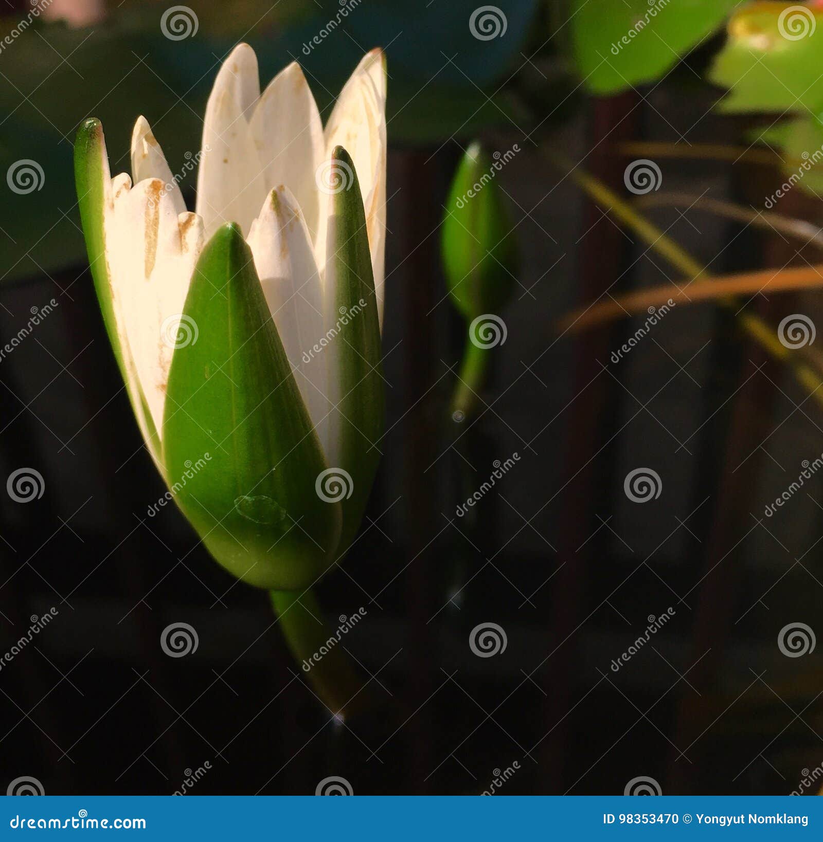 Biały Lotos zdjęcie stock. Obraz złożonej z azja, tropikalny - 98353470