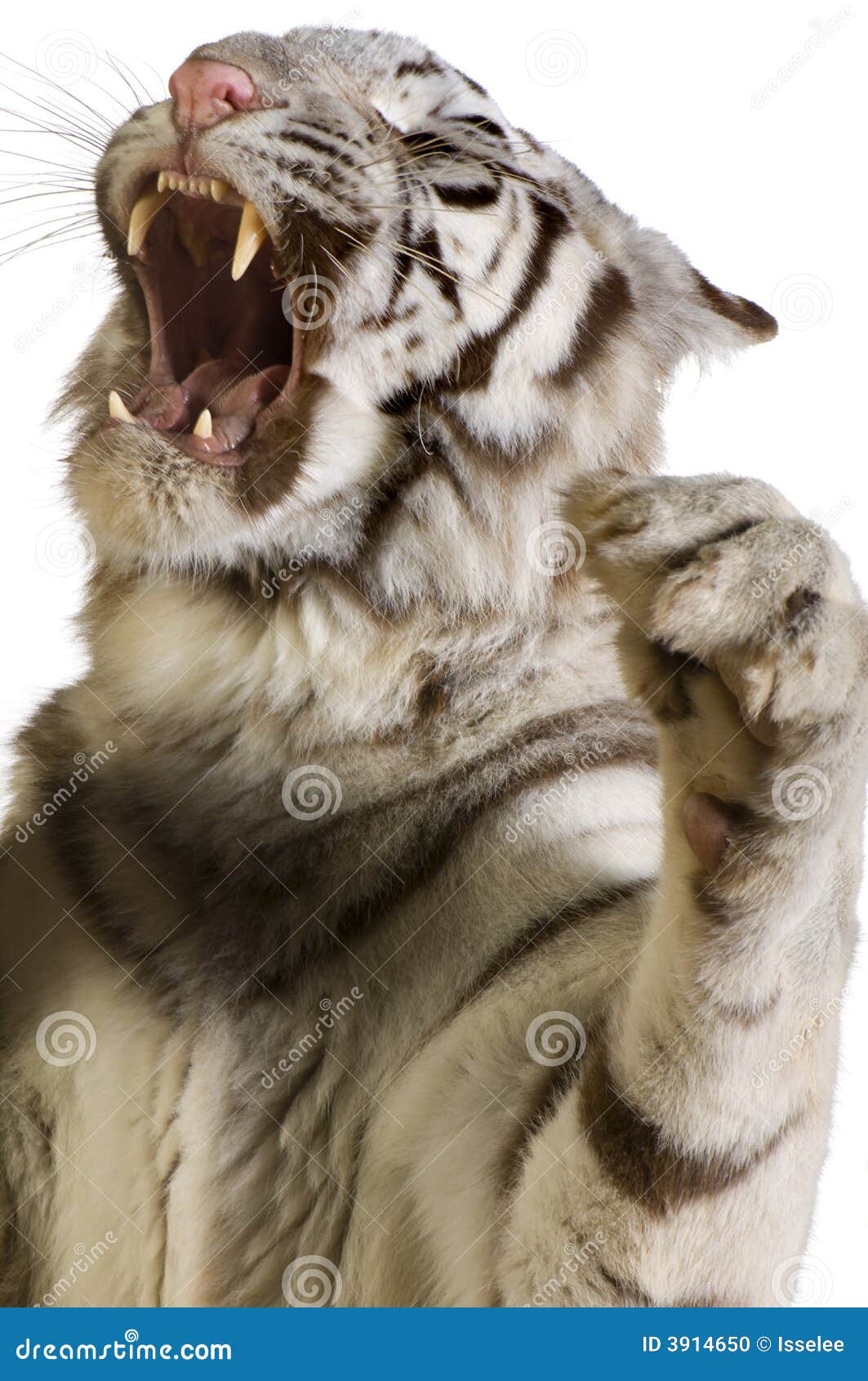 Biały tygrys zdjęcie stock. Obraz złożonej z respekt, drapieżnik - 3914650