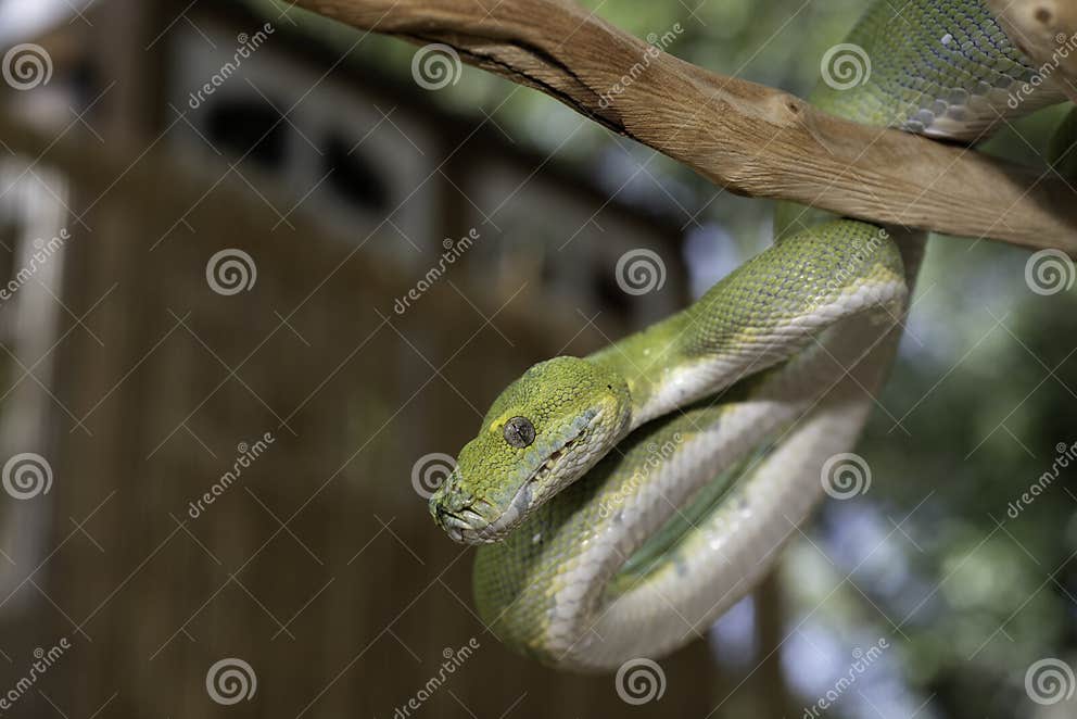 Biak Green Tree Python stock image. Image of lizard - 335780839