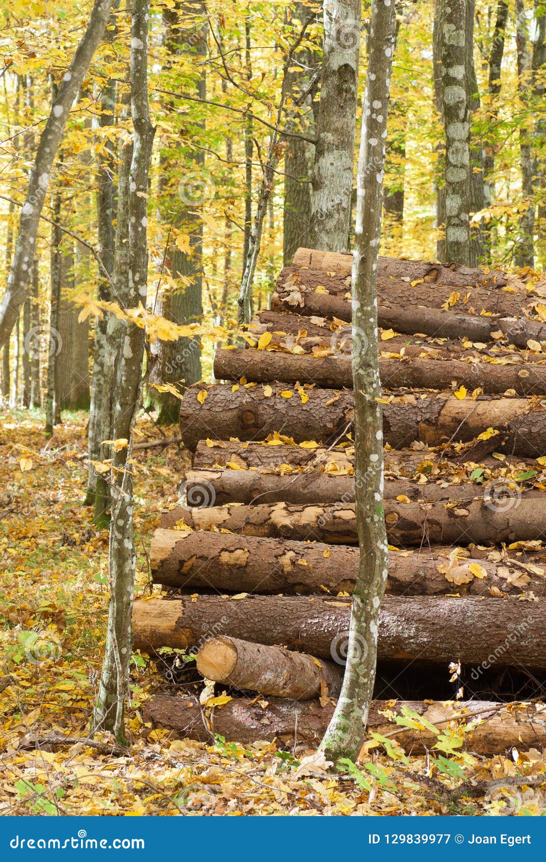 Controlled Logging at Bialowieza Forest Stock Image - Image of logs ...