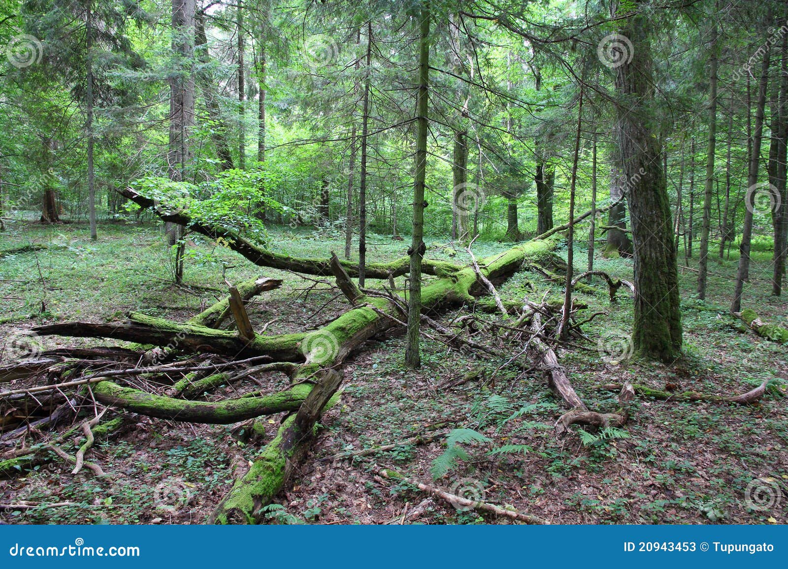Bialowieza - oerwoud stock afbeelding. Image of europees - 20943453
