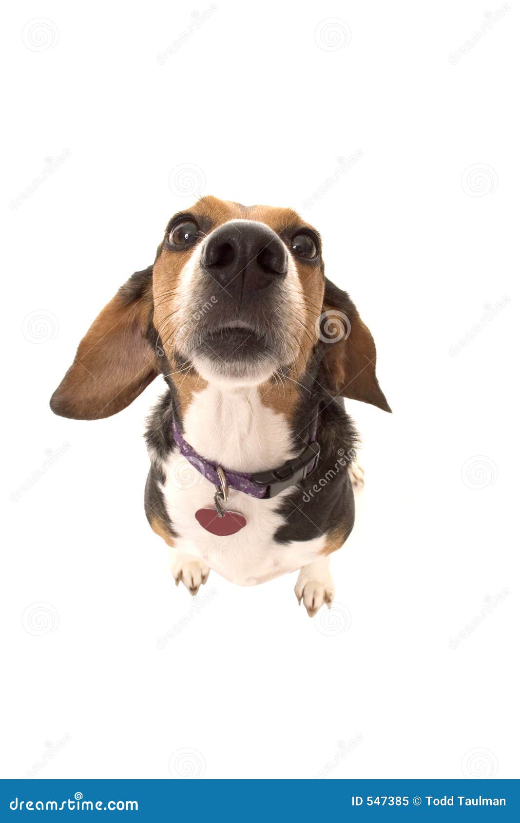 Bianca, the dog. stock image. Image of mans, brown, nose - 547385
