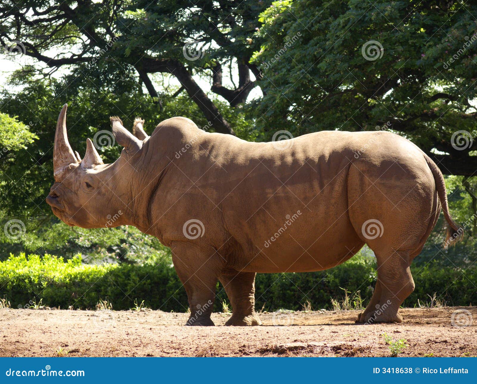 Bianco del rinoceronte fotografia stock. Immagine di rinoceronte - 3418638