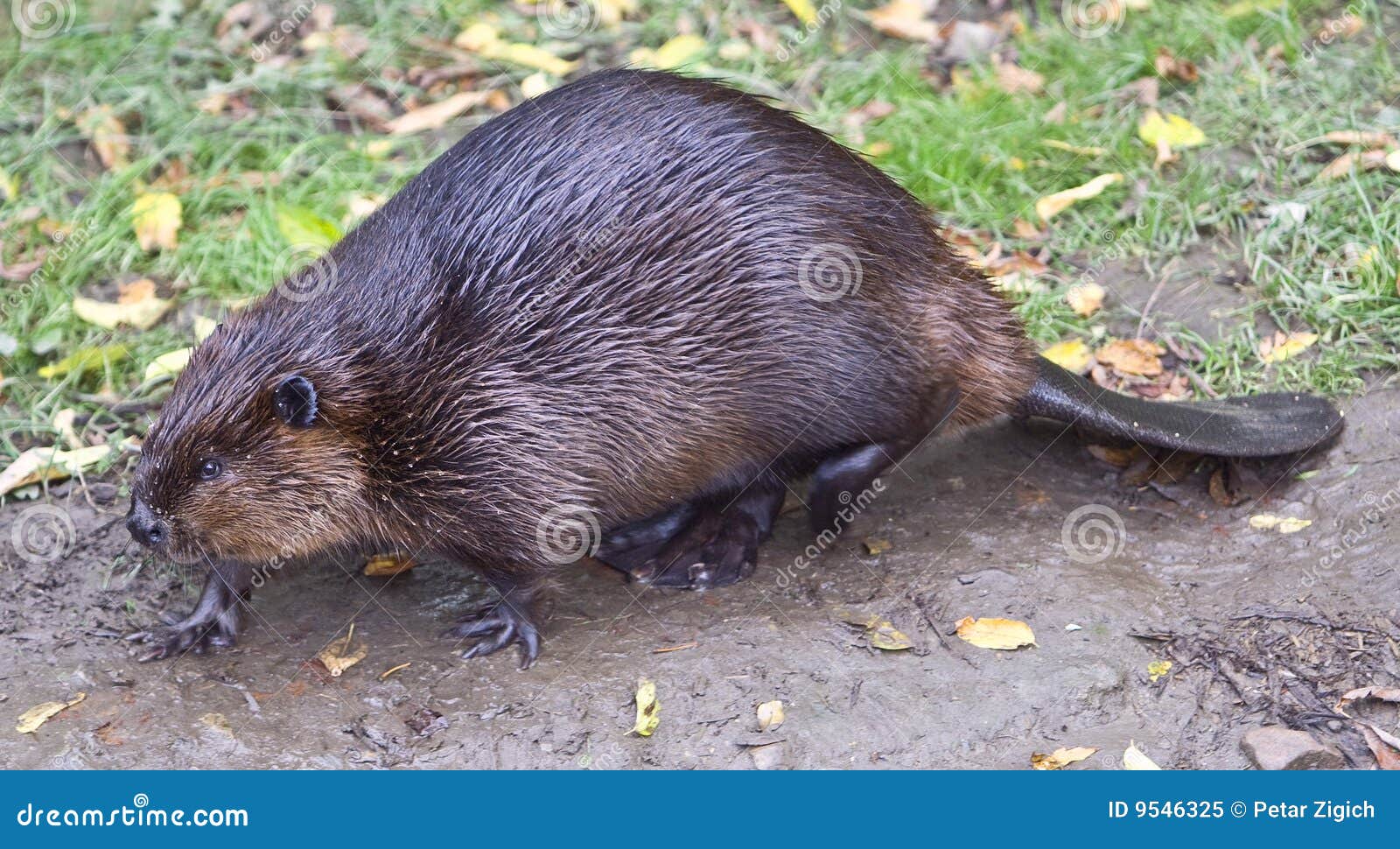 Biber stockbild. Bild von hände, getreidespeicher, rein - 9546325