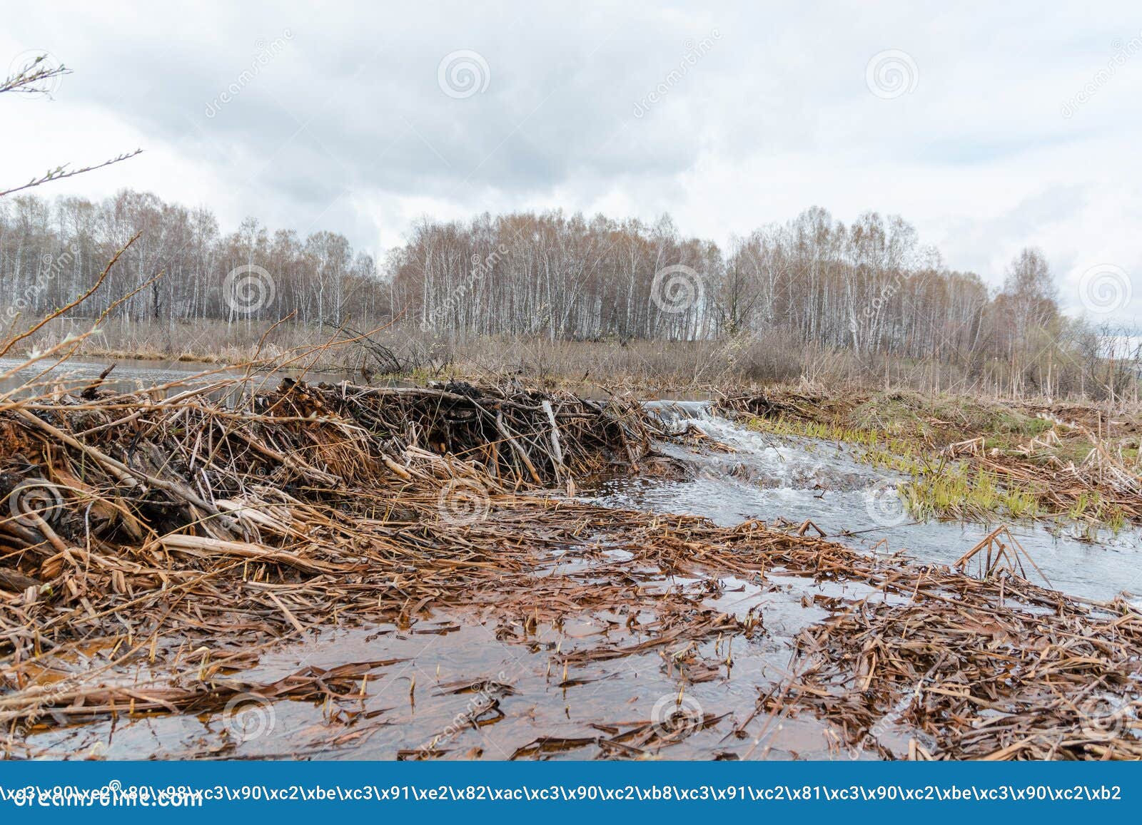Biber-Verdammung Die Verdammung Konstruiert Durch Einen Biber Haus ...