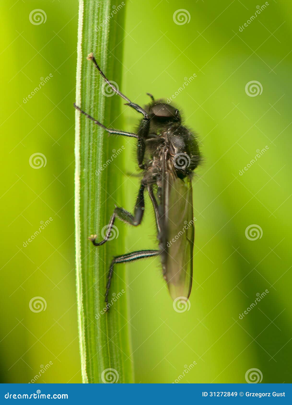 Bibio stock image. Image of detail, wildlife, spring - 31272849