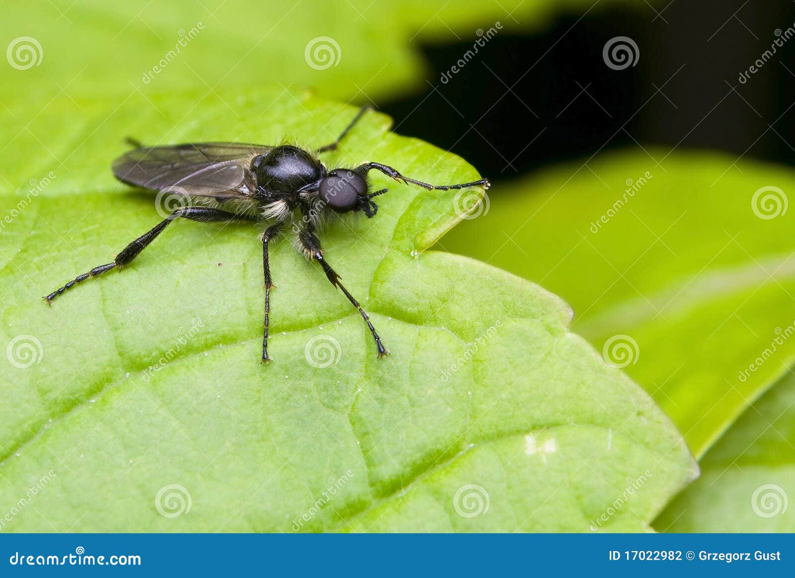 Bibio Marci Is A Fly From The Family Bibionidae Called March Flies And ...