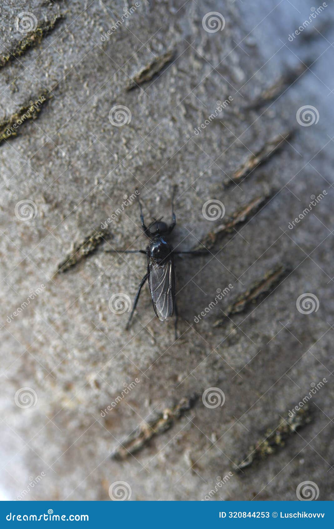 Black Fly Bibio Marci On Flowers Iberis Umbellata In The Garden. Bibio ...