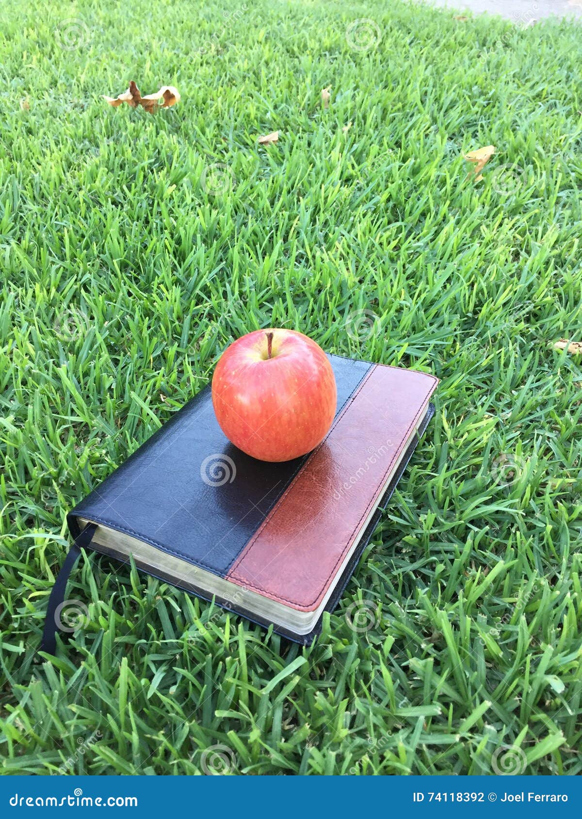 Bible and apple stock photo. Image of sitting, food, book - 74118392