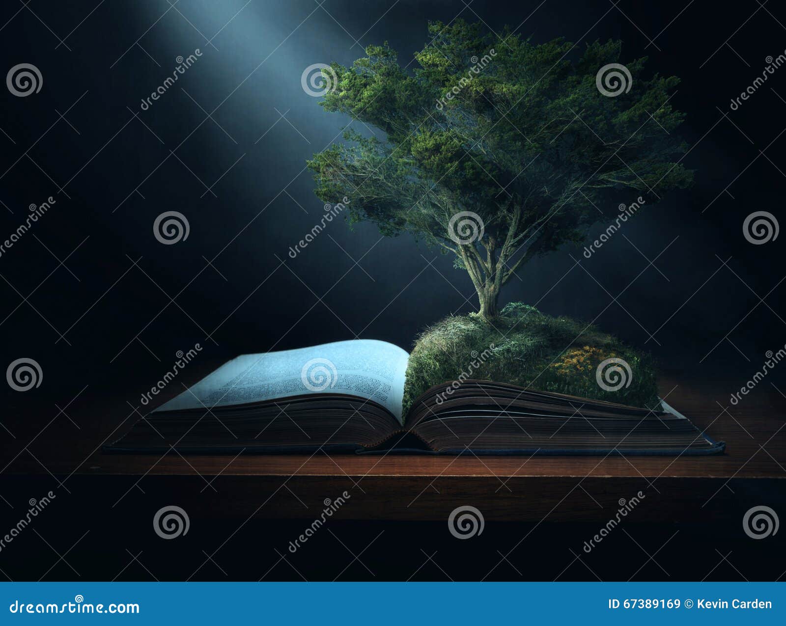 Bible Tree stock image. Image of bible, field, tree, religion - 67389169