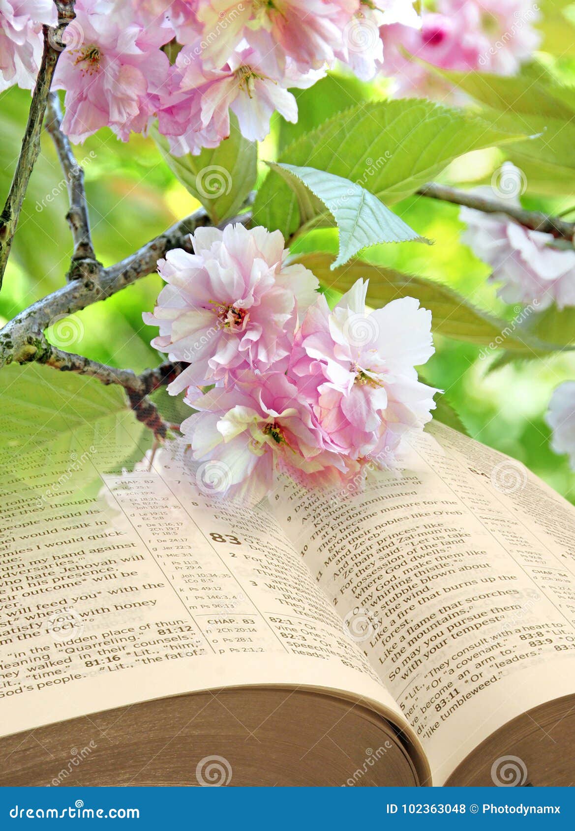 Biblia Abierta Del Flor De La Primavera Foto de archivo - Imagen de ...