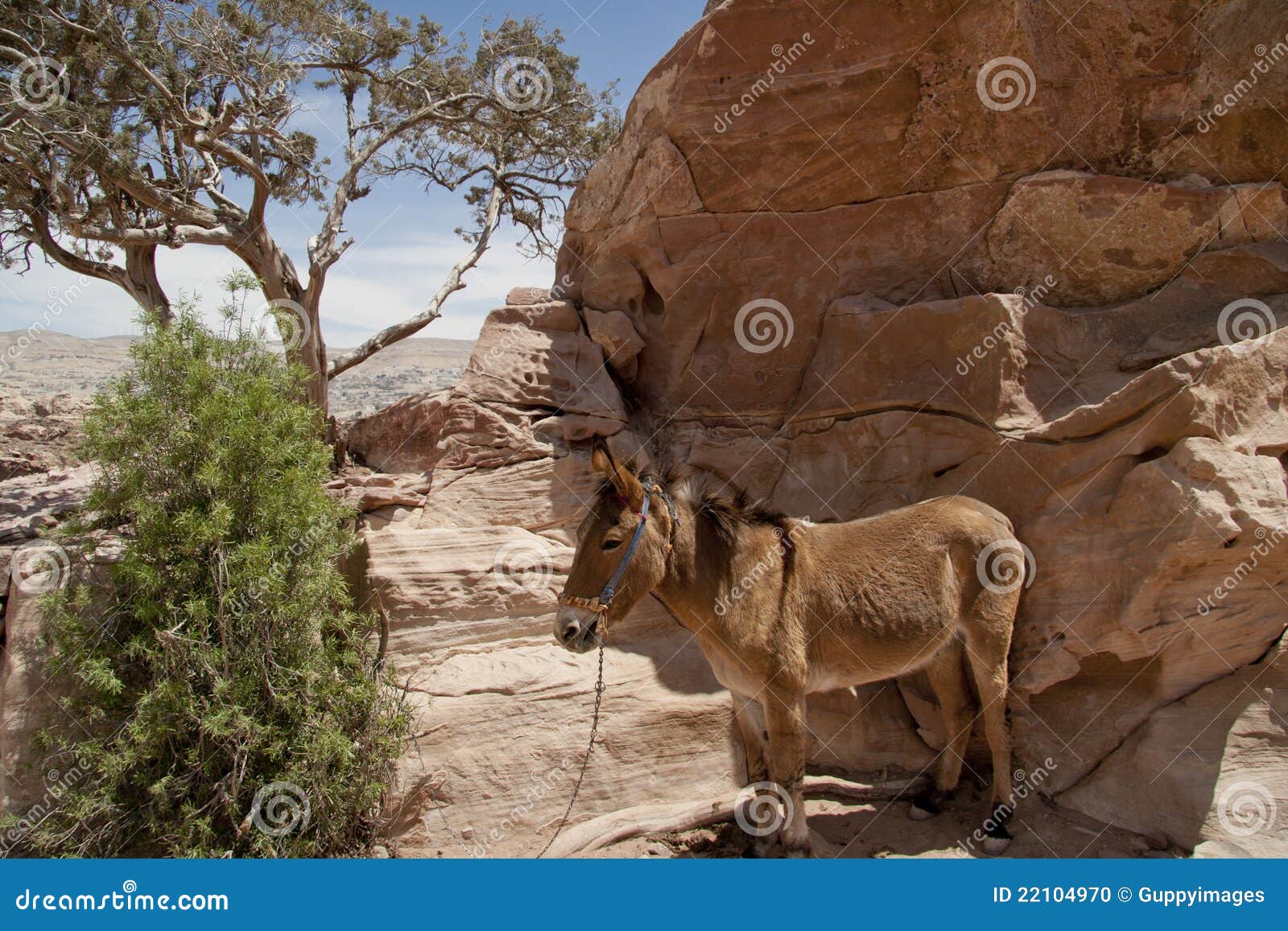Biblical scene with donkey stock photo. Image of aged - 22104970