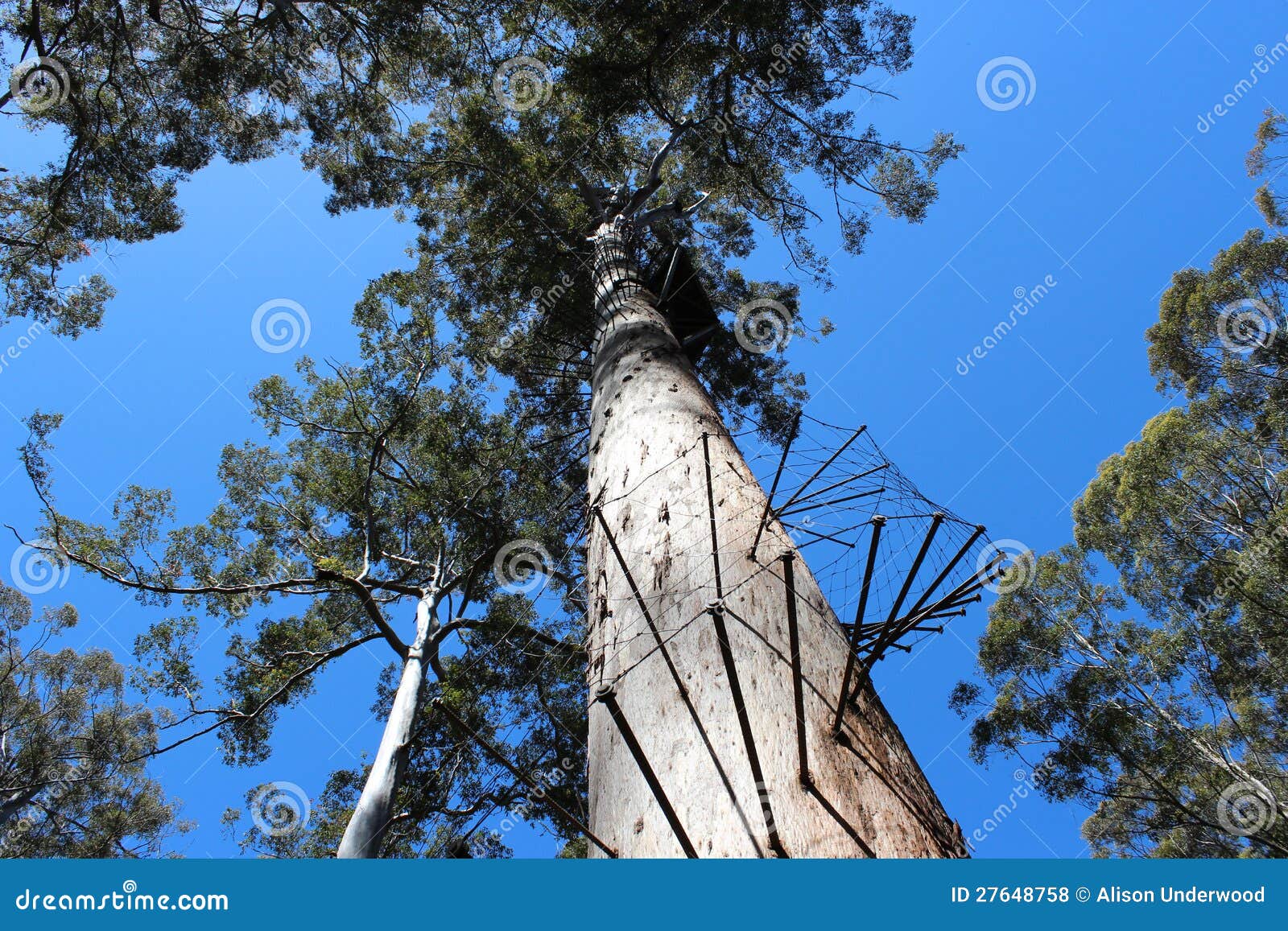Bicentennial Tree Warren National Park West Aus Stock Photo - Image of ...