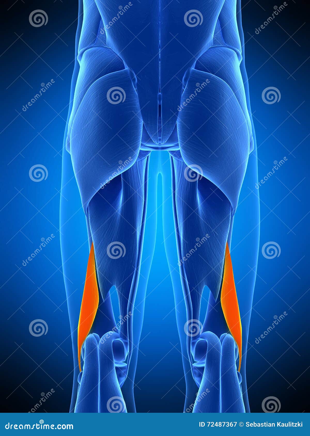 The bicep femoris short stock illustration. Illustration of upper ...