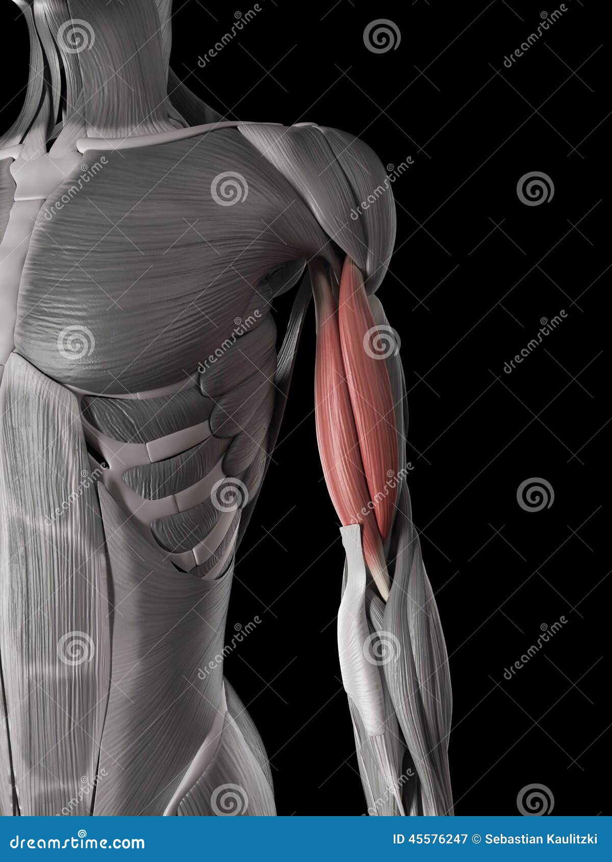 The biceps brachii stock illustration. Illustration of anatomy - 45576247