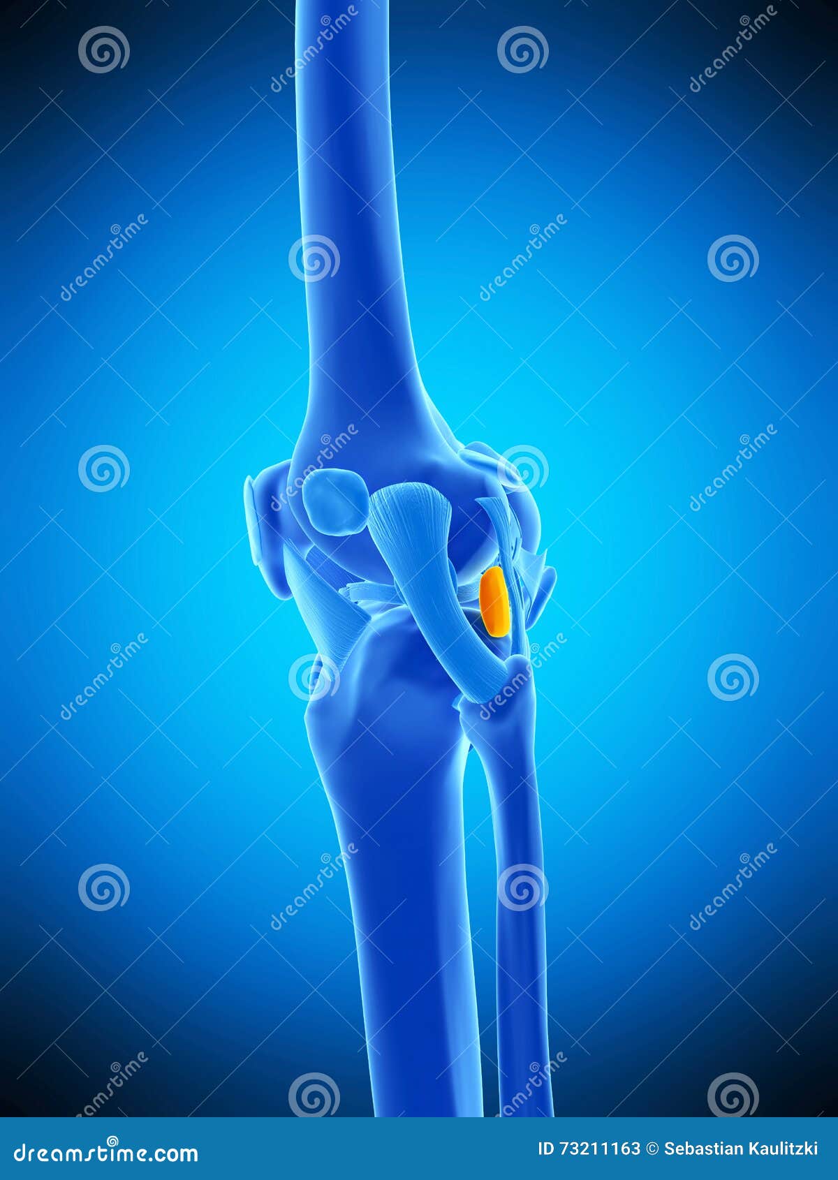 The biceps femoris bursa stock illustration. Illustration of tibia ...