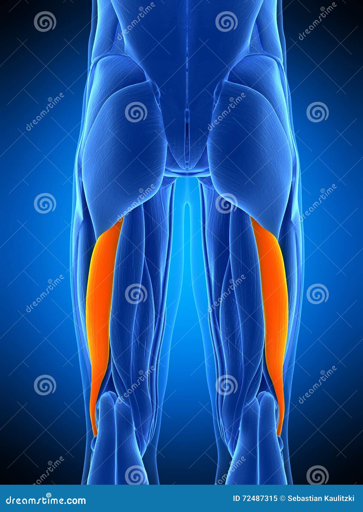 The biceps femoris longus stock illustration. Illustration of human ...