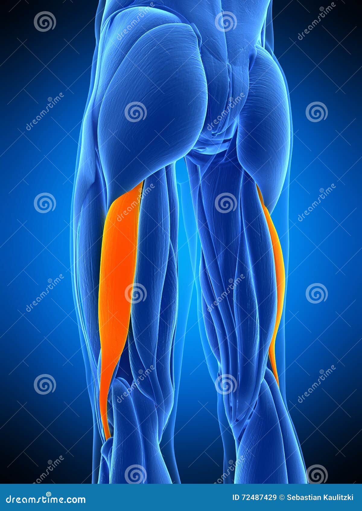 The biceps femoris longus stock illustration. Illustration of medical ...