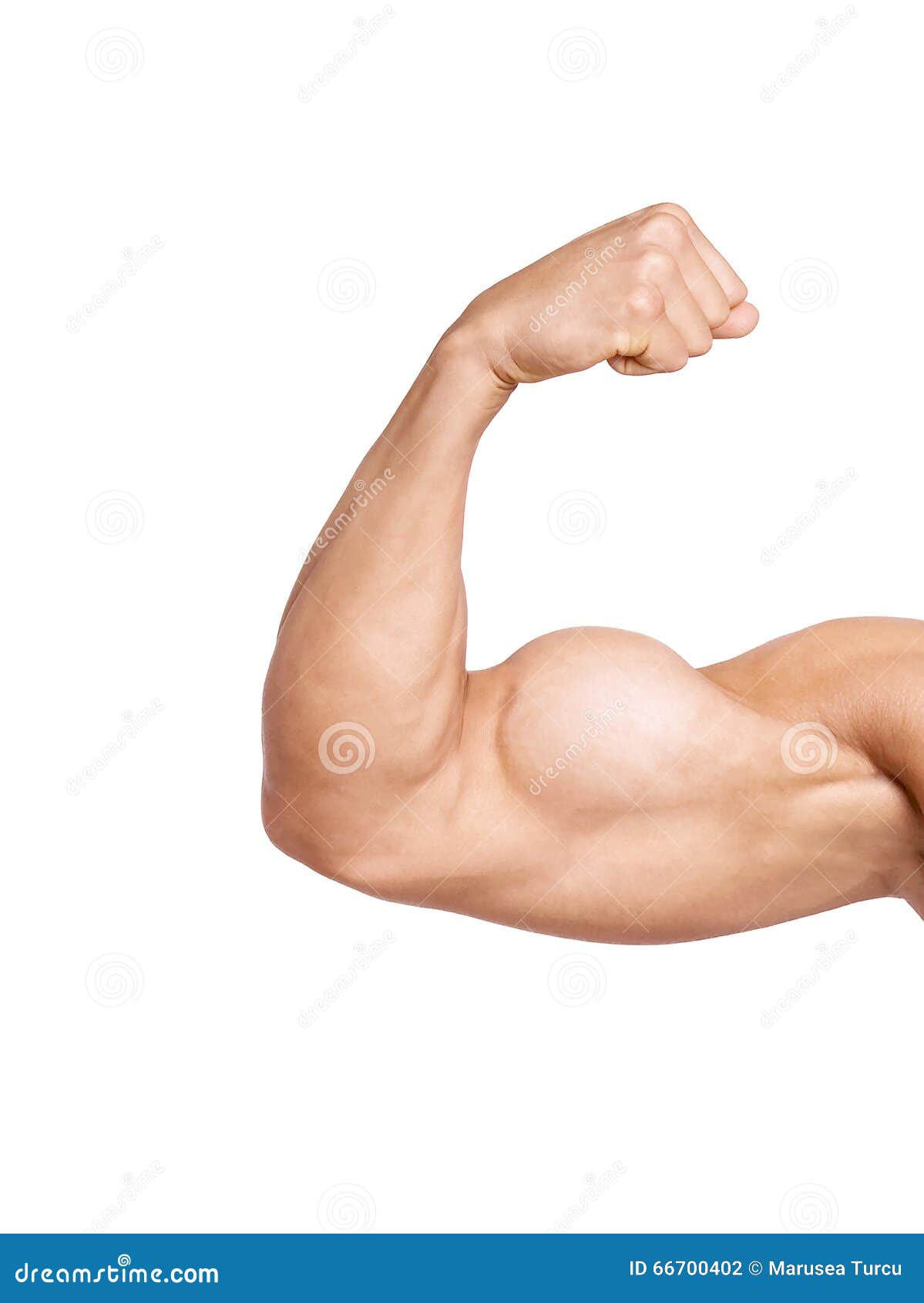 Biceps isolated stock photo. Image of athletic, bodybuilder - 66700402