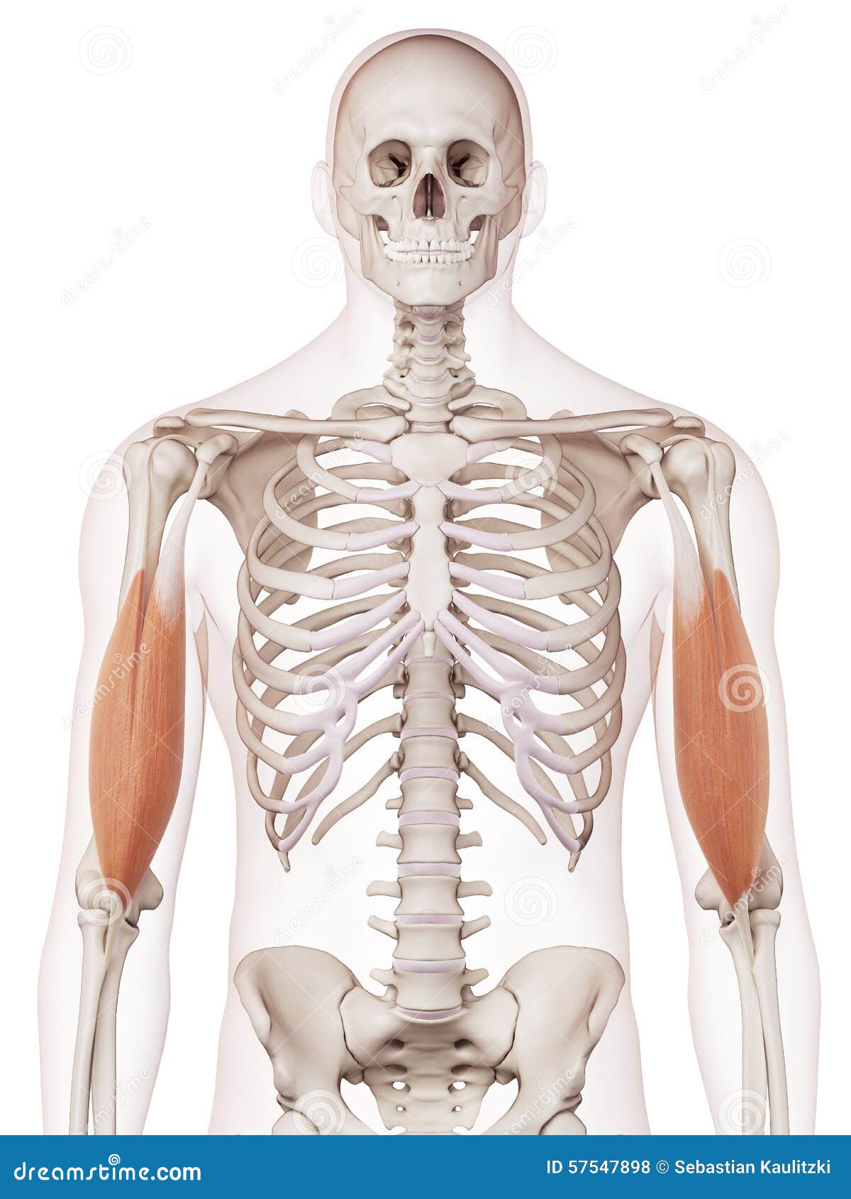 The biceps stock illustration. Illustration of skin, skeleton - 57547898