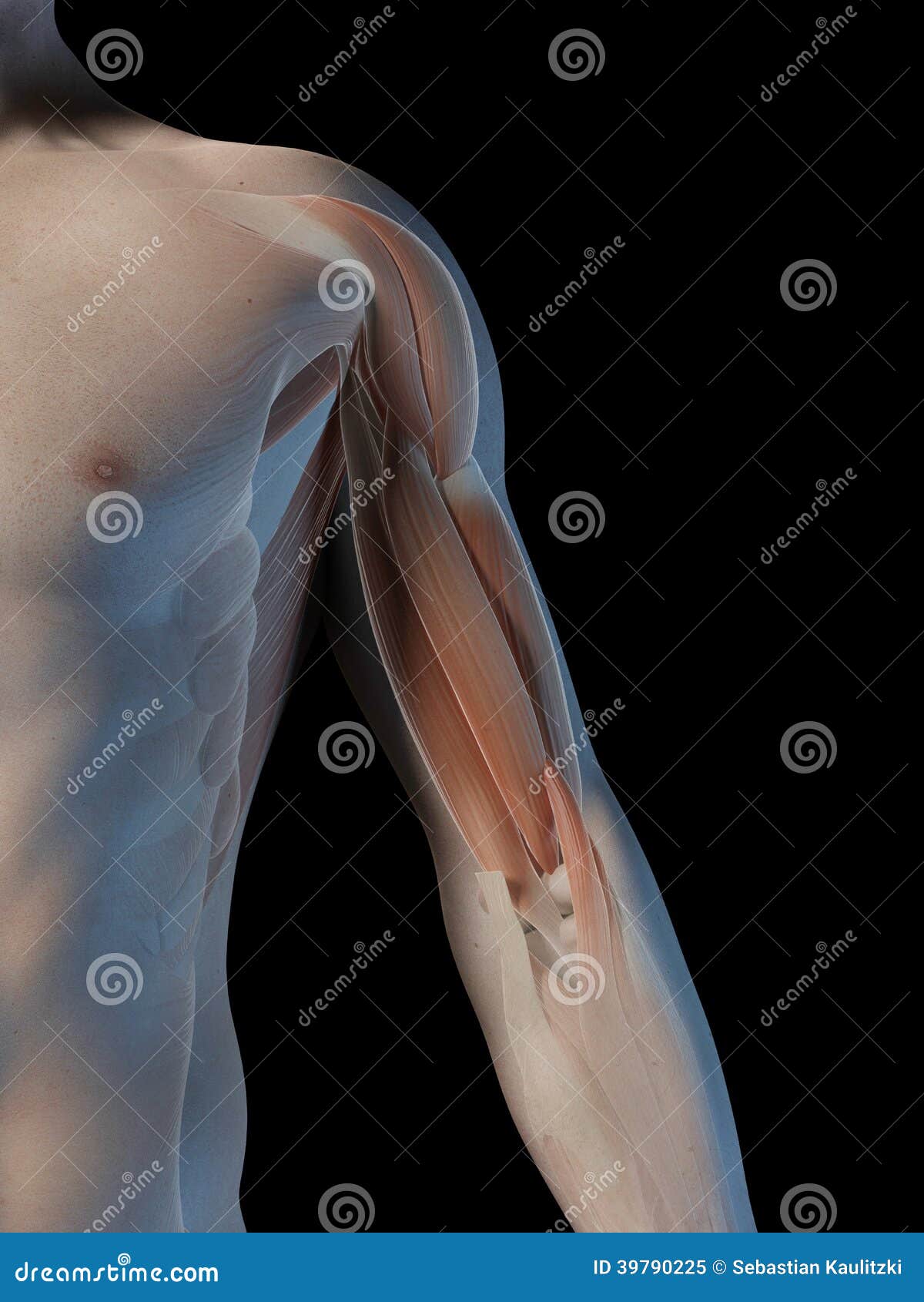 Biceps Muscle Icon Man Symbol Strength Icon Vector Illustration ...