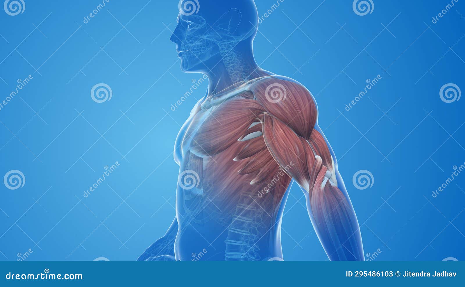 Biceps Muscle Pain and Injury Stock Image - Image of medicine, muscle ...