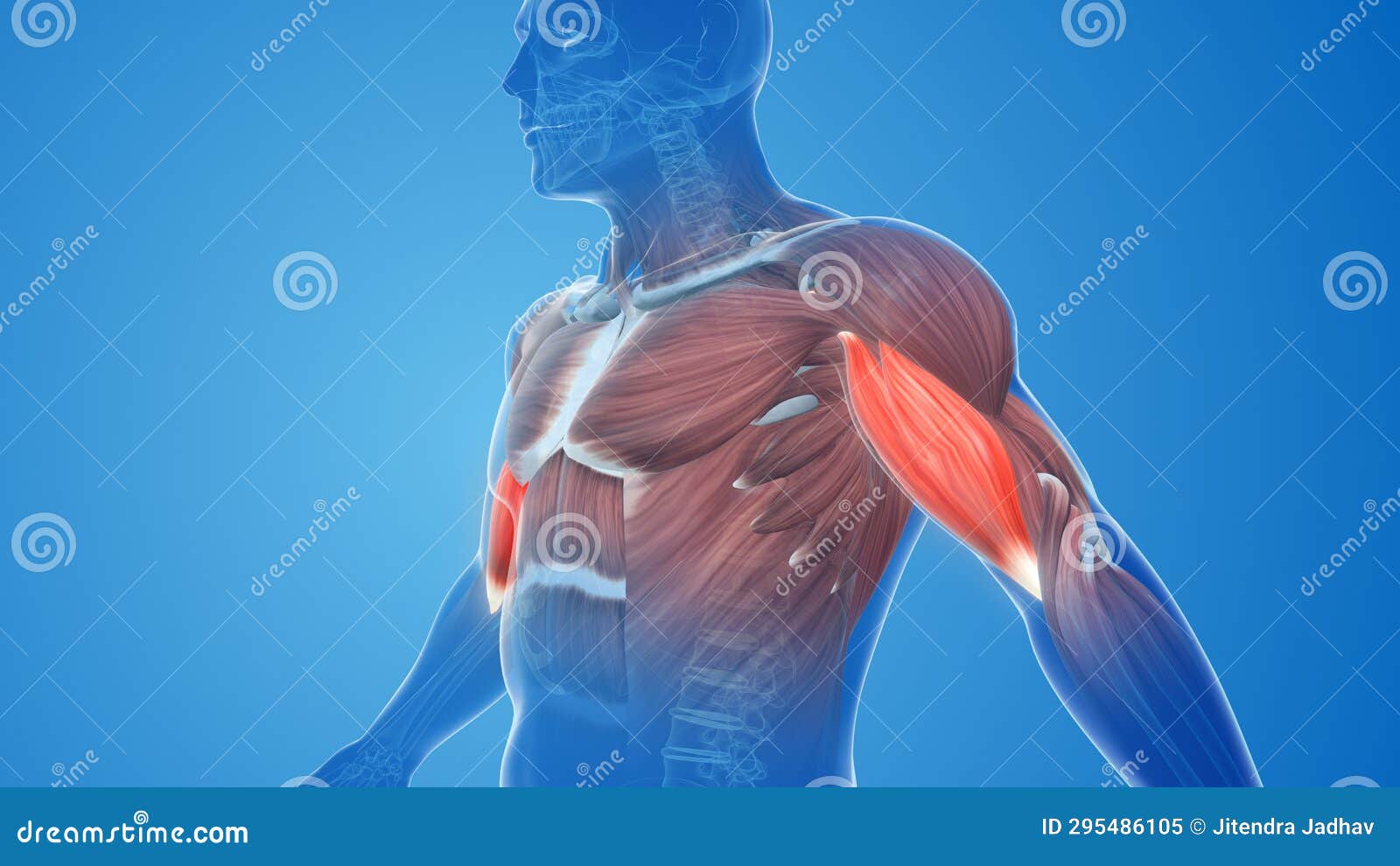 Biceps Muscle Pain and Injury Stock Image - Image of body, musculature ...