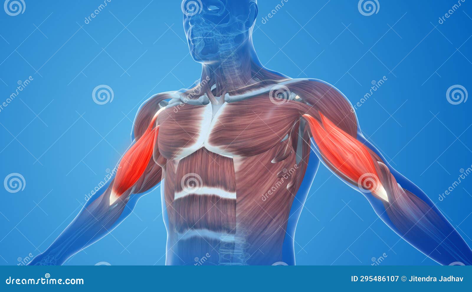 Biceps Muscle Pain and Injury Stock Image - Image of muscle, elbow ...