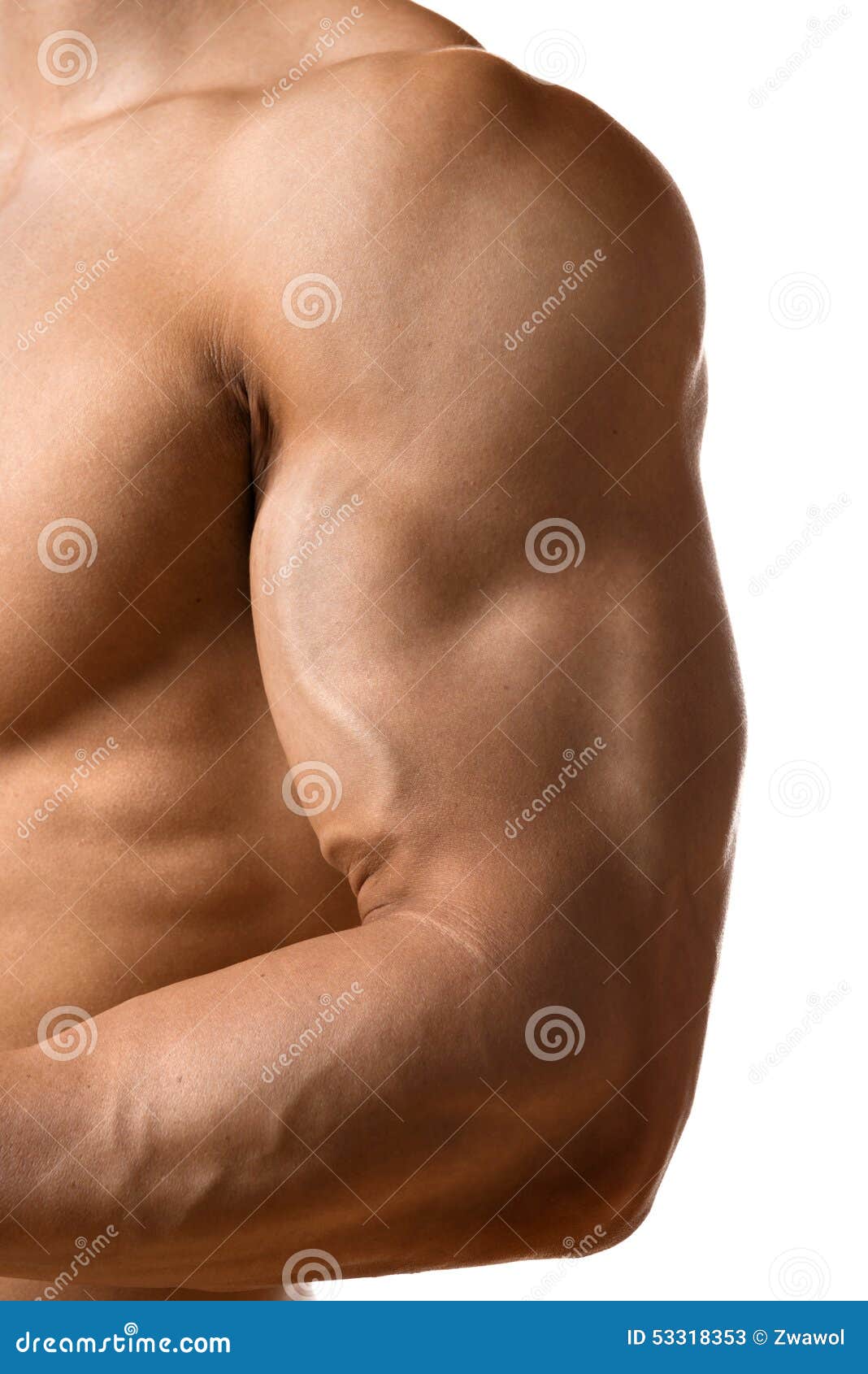 Biceps muscle of young man stock image. Image of health - 53318353