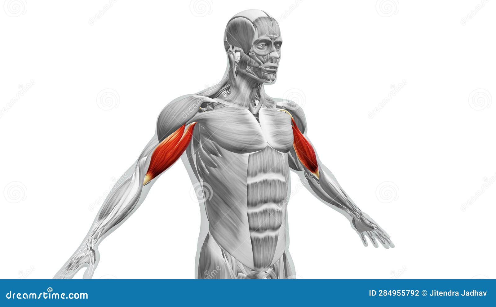 Anatomy of the Biceps Muscles Stock Illustration - Illustration of body ...