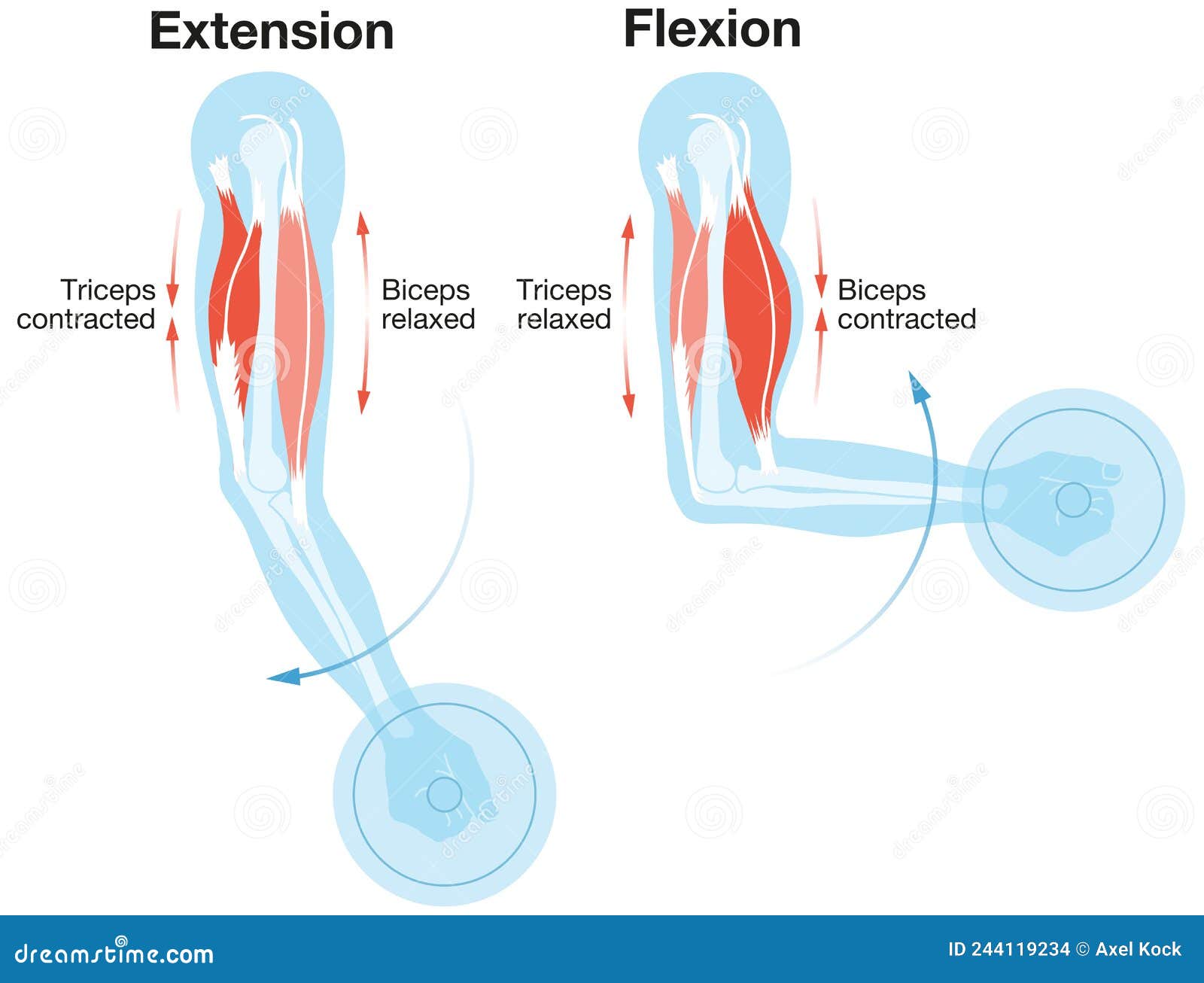 Biceps and Triceps. Extension and Flexion. Labeled Illustration Stock ...