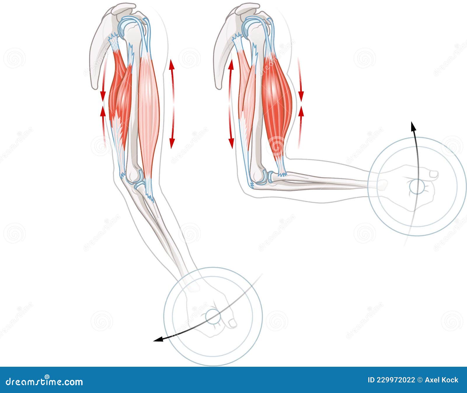 Biceps And Triceps Muscles
