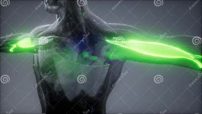 Biceps - Visible Muscle Anatomy Map Stock Illustration - Illustration ...