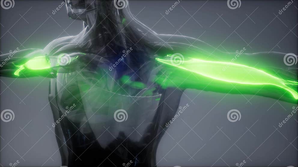 Biceps - Visible Muscle Anatomy Map Stock Illustration - Illustration ...