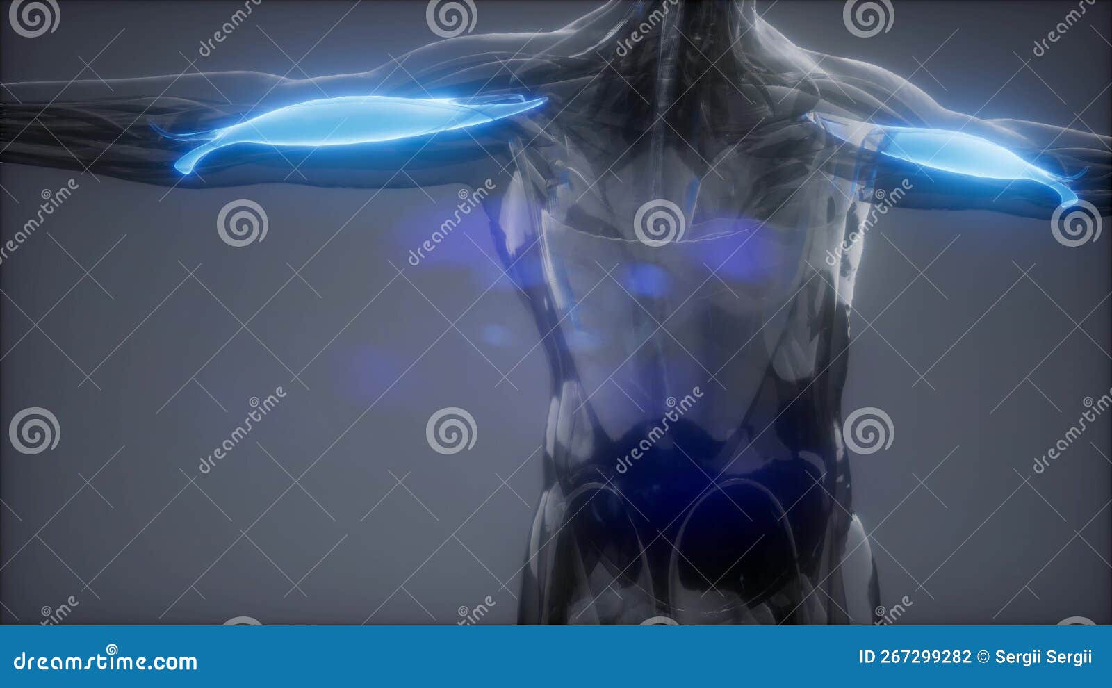 Biceps - Visible Muscle Anatomy Map Stock Illustration - Illustration ...